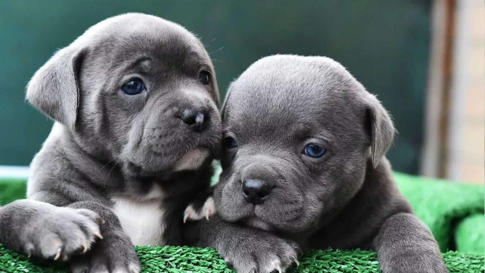 Razas De Perros Bully